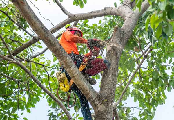Your Comprehensive Guide on How to Become a Certified Arborist