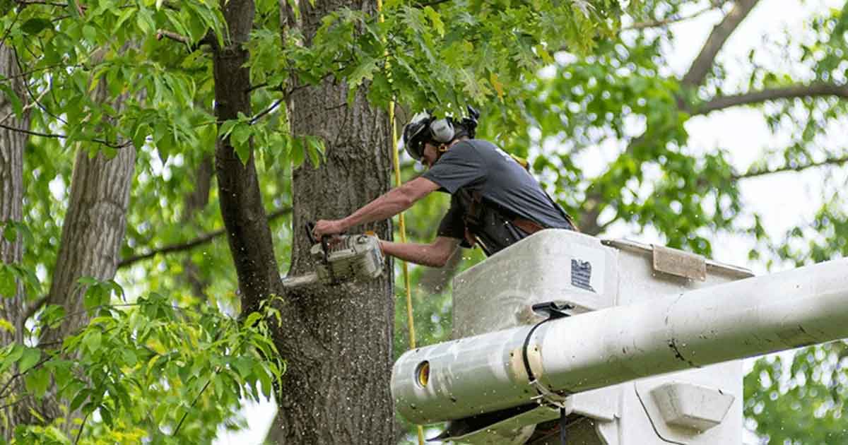 How to Start a Successful Tree Service Business: Ultimate Guide
